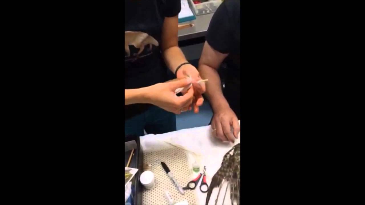 Red-tailed Hawk Feather imping - YouTube