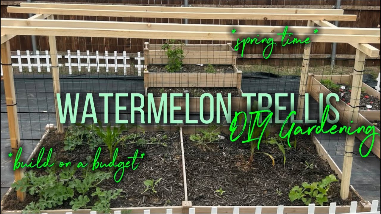 Building a Watermelon Trellis Under $50 | Growing Watermelon # ...