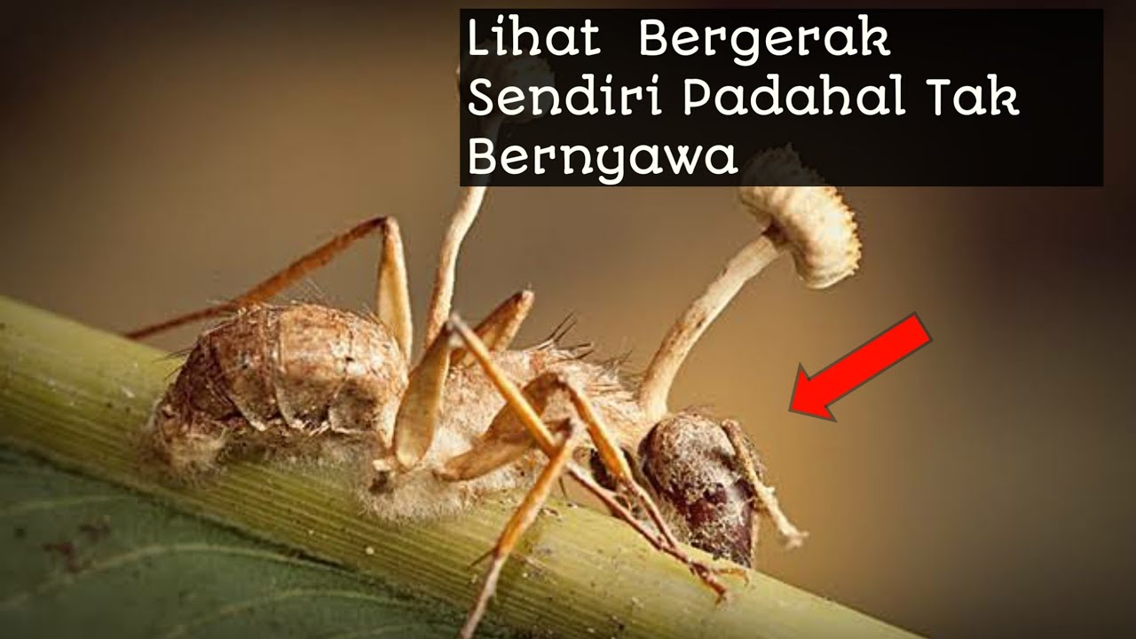Semut Zombie - Semut Ini Bisa Bergerak Sendiri Walau Sudah Mati - YouTube