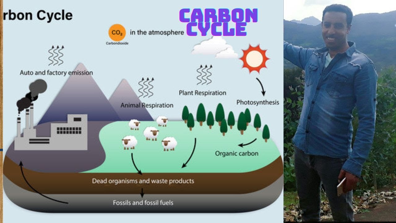 Nutrient Cycle - Carbon Cycle - YouTube