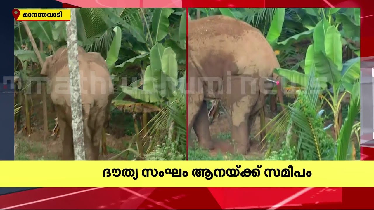 ആദ്യ ശ്രമം വിജയകരം; ആനയ്ക്ക് ആദ്യ ഡോസ് മയക്കുവെടി നൽകി | wayanad ...