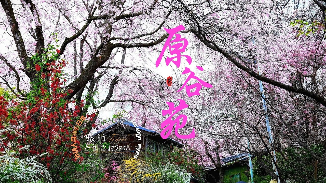 【外国人目線の日本】日本絶景 京都原谷苑 の桜絶景｜京都原谷苑的绝色樱花｜The Cherry Bloosom in Hradani ...