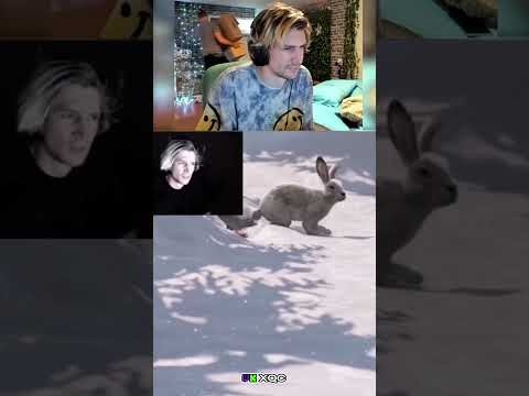 Aww, it's so cute! #xqc