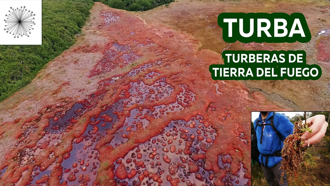 Todo sobre la Turba - YouTube