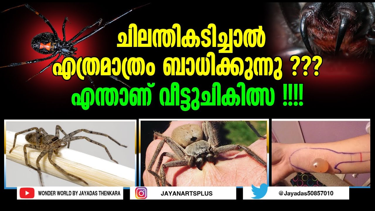 🕷️🕸️How to treat a spider bite at home?🕸️🕷️Spider Bites: Symptoms ...