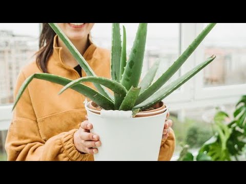 How To Grow Aloe Vera At Home From Leaf ,Grow Aloe Vera, How To Grow ...