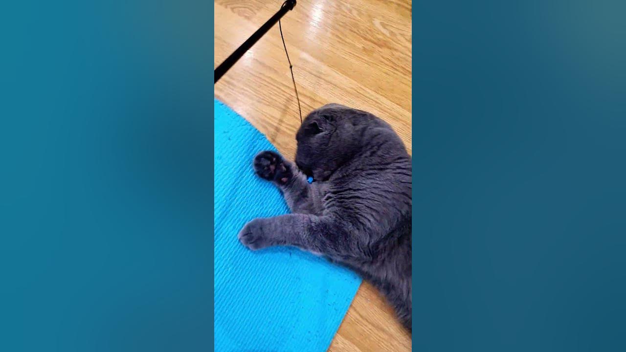 милый котик 😍 🥰 😍 🥰 😍 🥰 😍 🥰 😍 🥰 😍 🥰 😍 🥰 Youtube