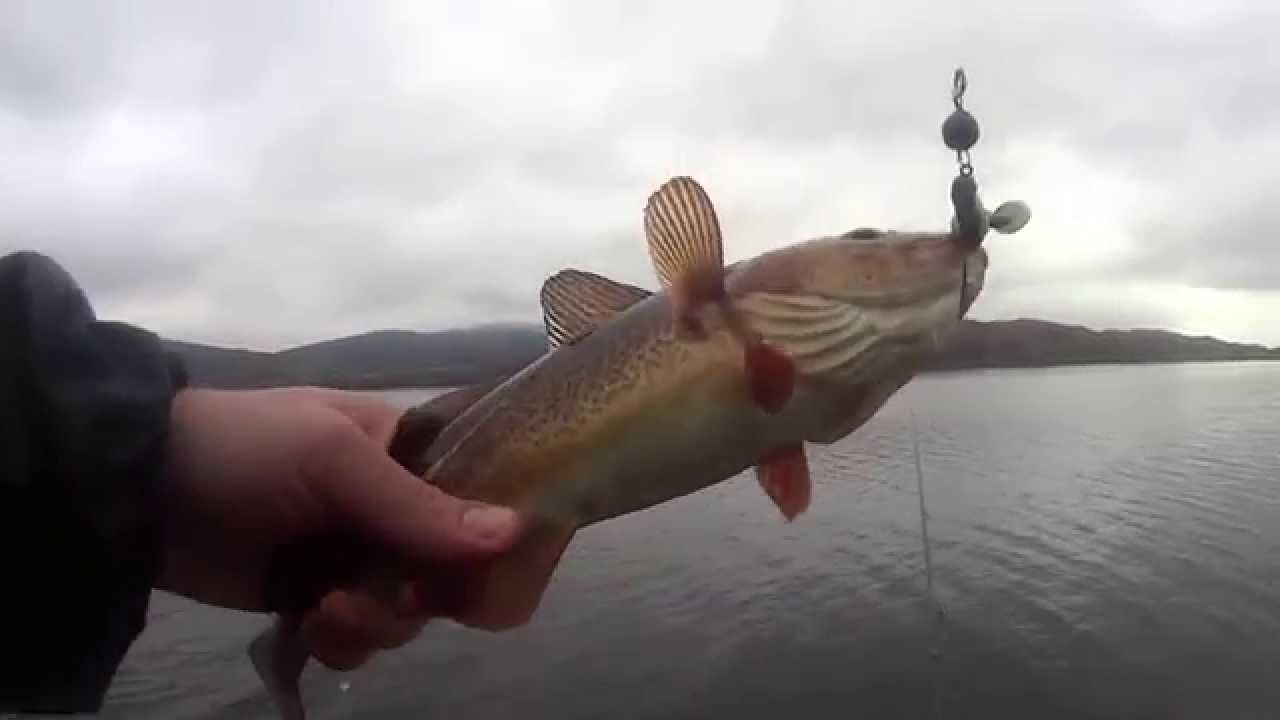 Lure fishing for codling. Loch Fyne November 2015 - YouTube