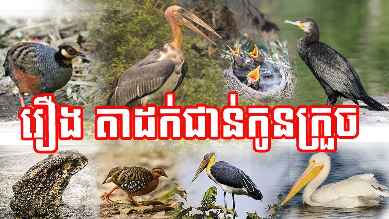 The Story Khmer TA DORK Bird Jump on KROUCK Baby Bird | Khmer Fairy ...
