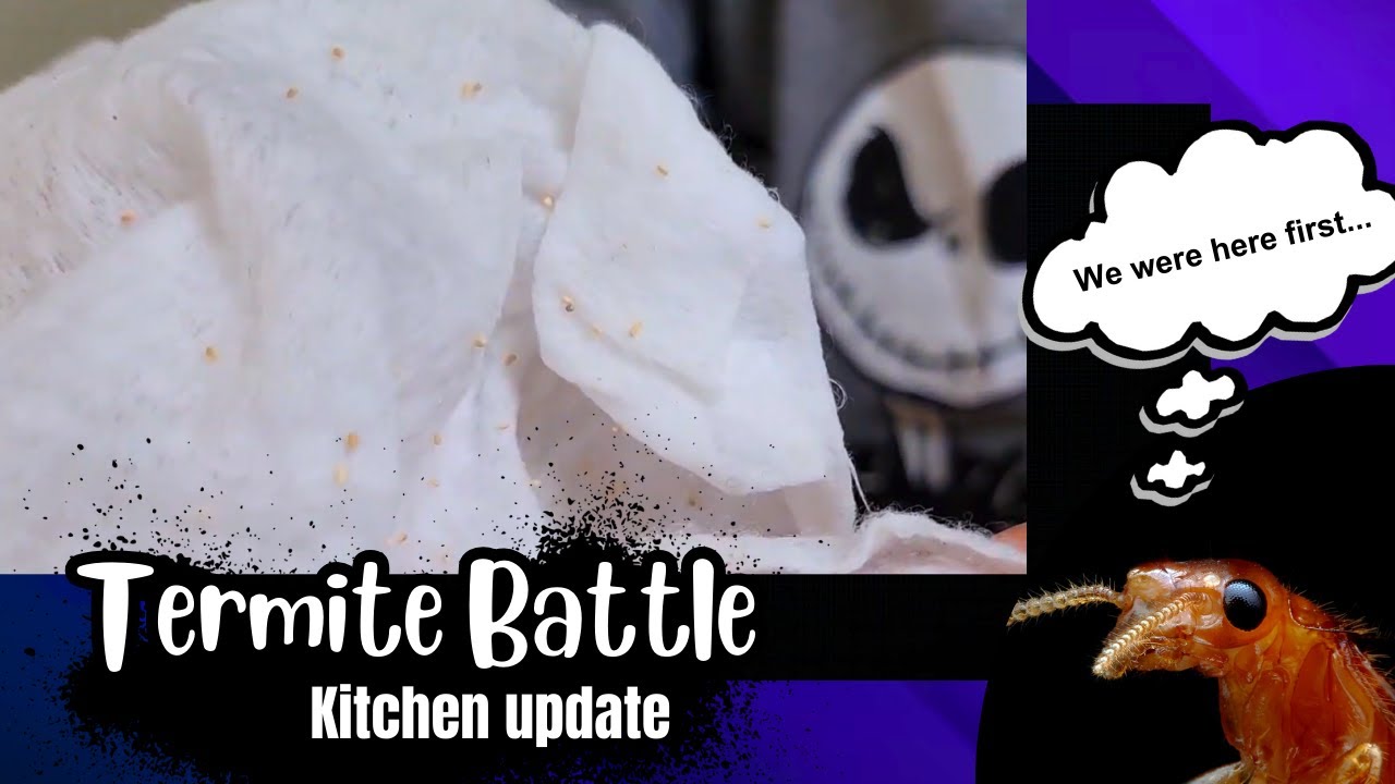 Termite Kitchen Battle Vlog Continue | Minimalist Kitchen - YouTube