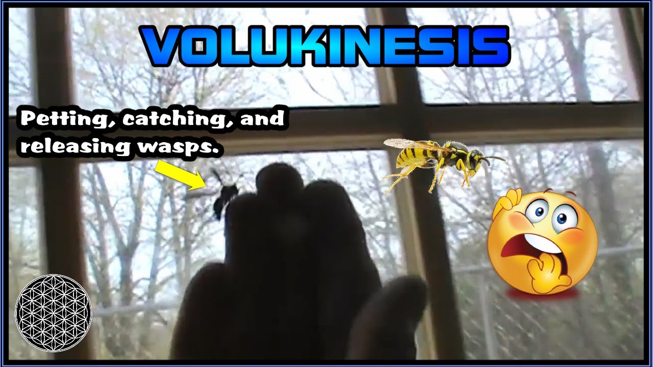 C L CLIPS ⑨ Volukinesis: Wasps, Moths, & Flies, Oh My! - YouTube