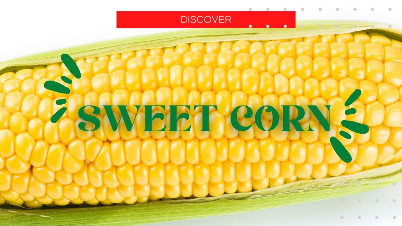 Sweet Corn - 10 interesting facts about & health benefits of Sweet Corn ...