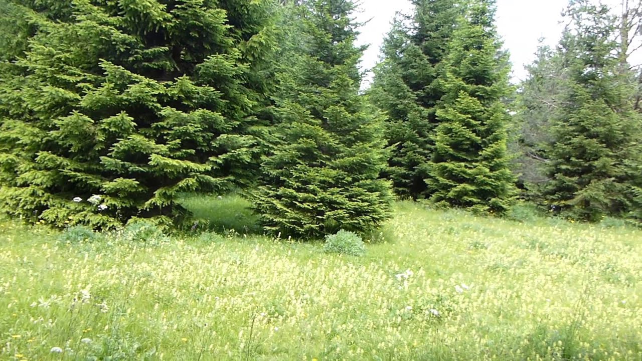 #9725, Campo con bosque de pinos [Raw], Paisajes naturales y bosques ...