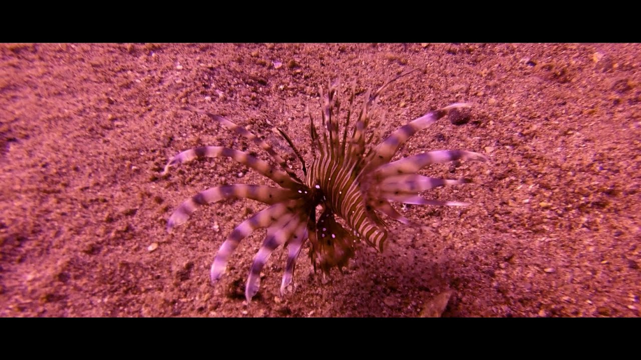 Lionfish STING Defense Attack - Red Sea - YouTube