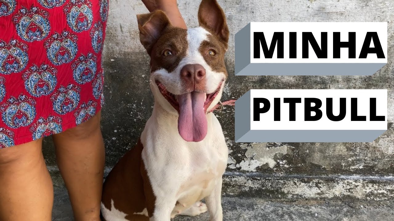 Apresentando minha Pitbull Luna - YouTube