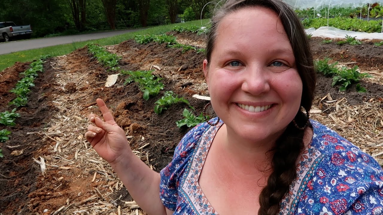 POTATO HILLING : When, How and Why? A Simple, No Nonsense Guide for ...