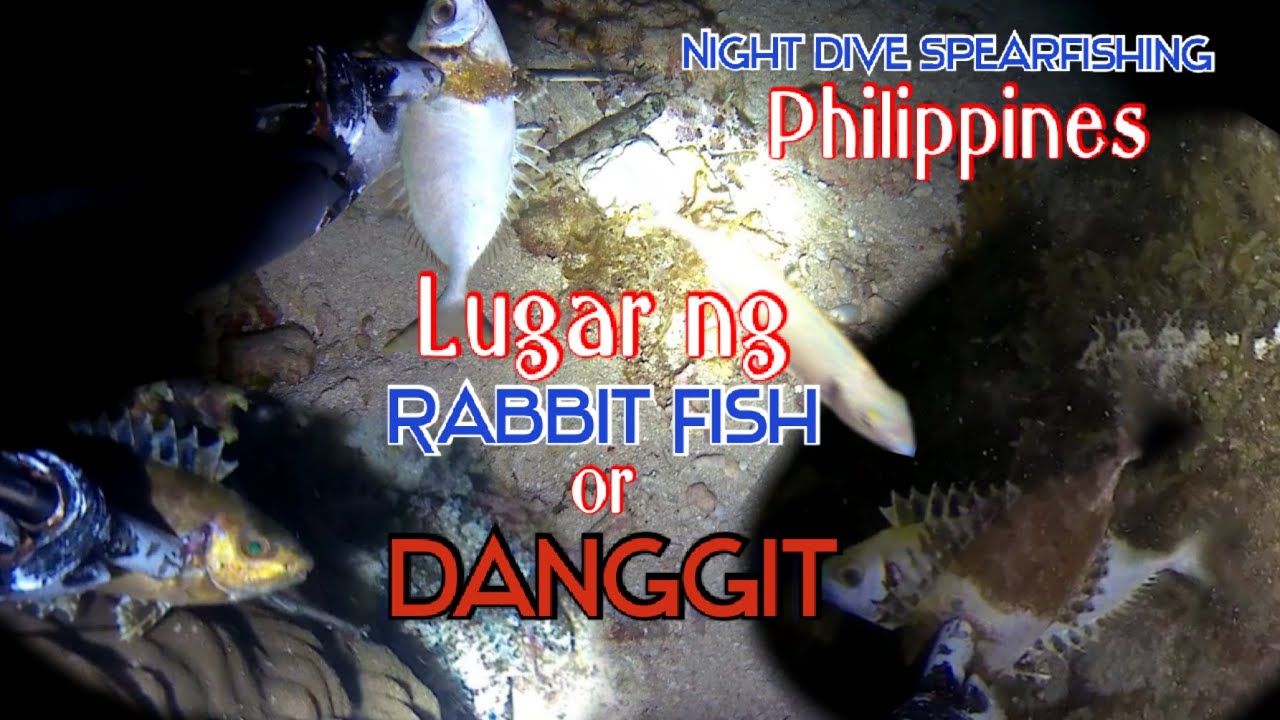 Napakaraming danggit sa spot na ito. Ep.#11 Dagat Adventure | Night ...