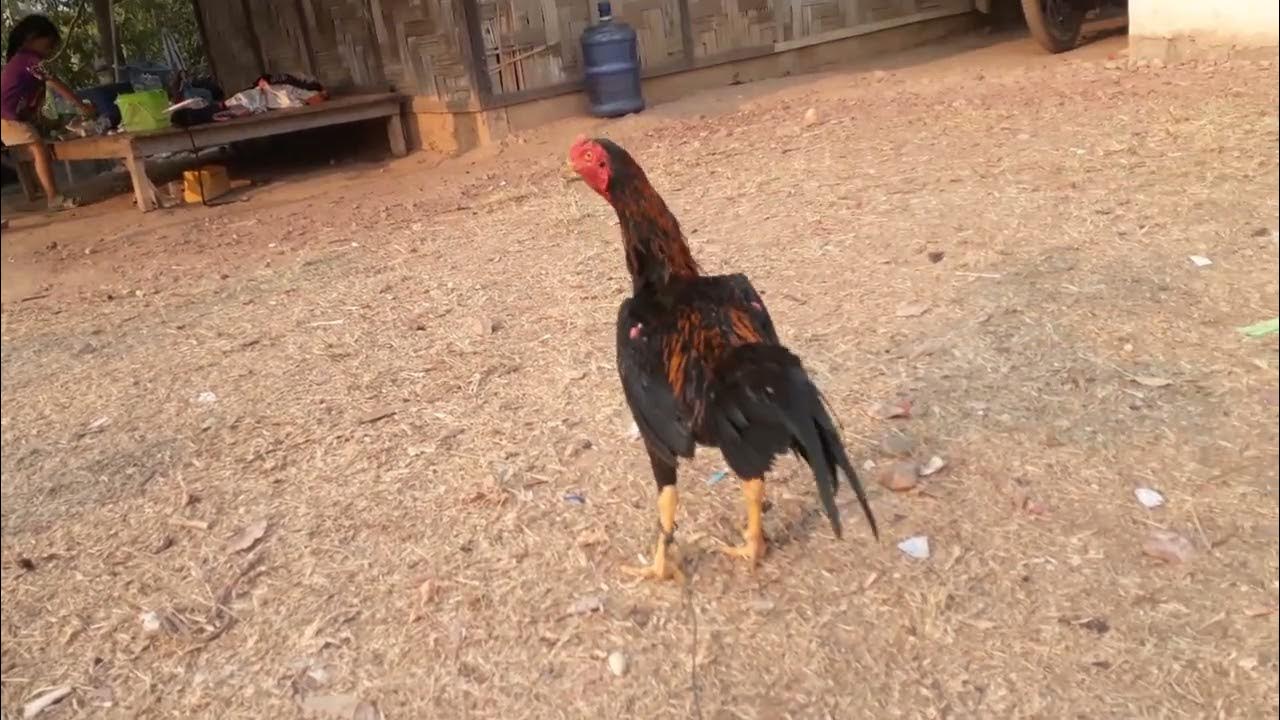 muag qaib sib ncaw - YouTube