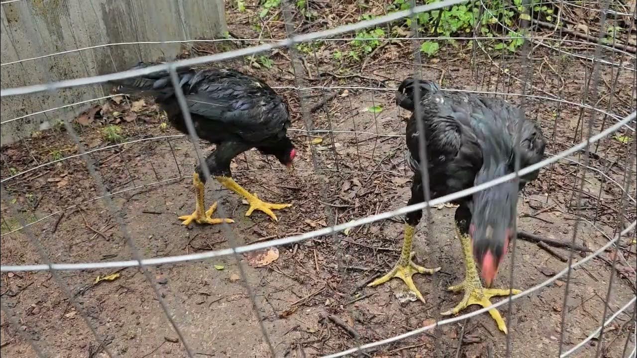 Saib noob qaib mev - YouTube