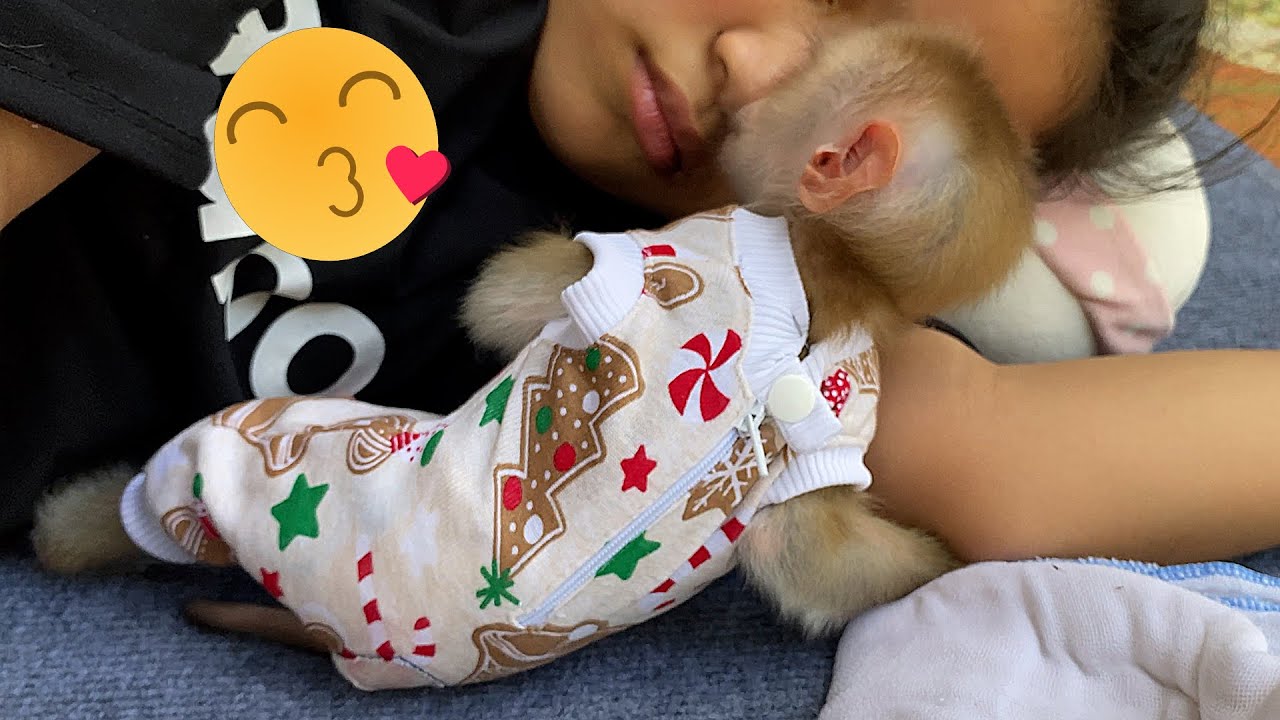 Baby monkey ZIM kisses her sister when he wakes up | Monkey Zim - YouTube