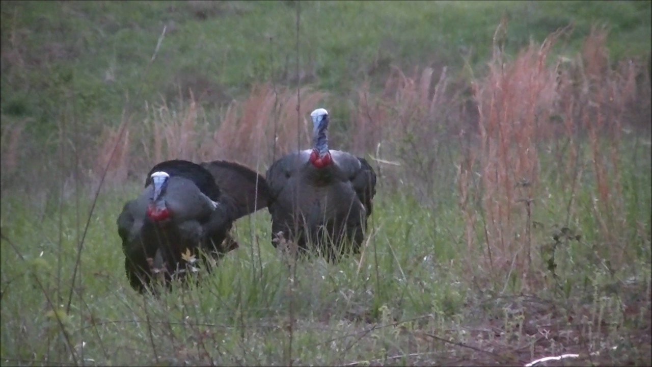 Day #2 Of The 2017 WV Spring Gobbler Season - YouTube