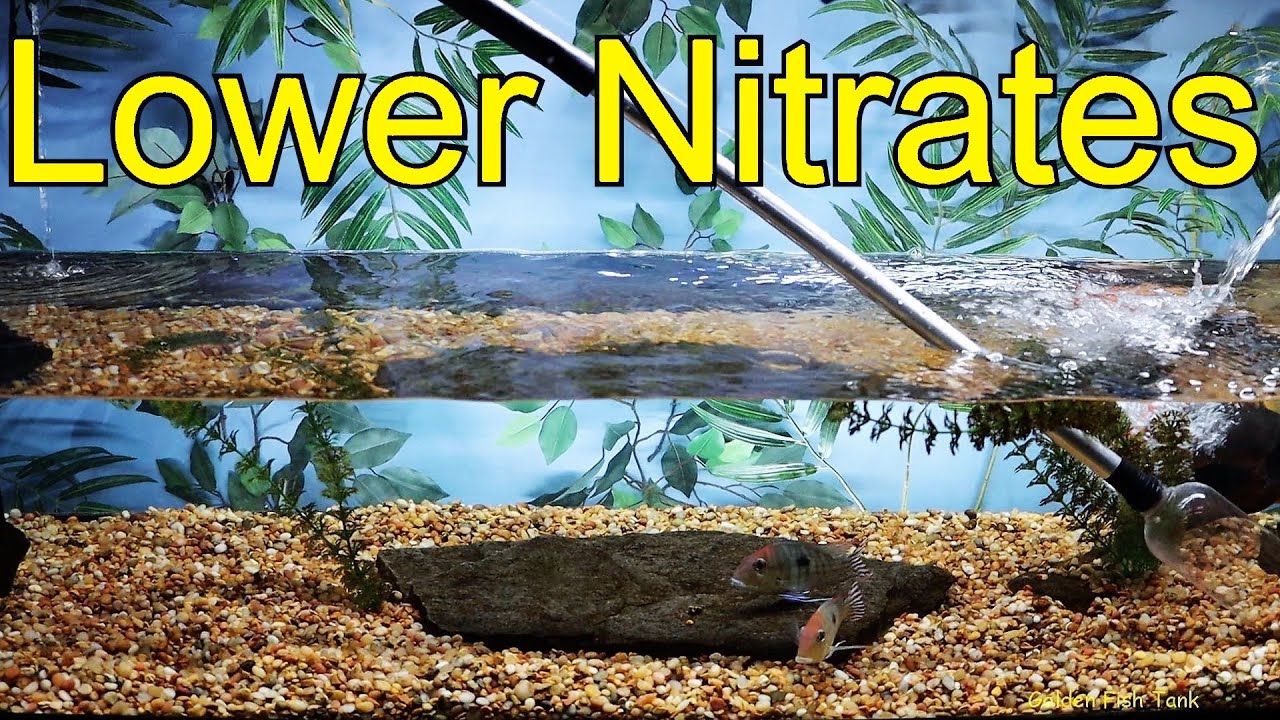 Aquarium nitrate Lowered Here's how - YouTube