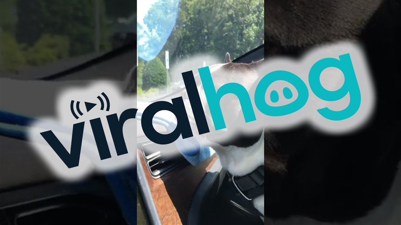 Frenchie Likes to Scream || ViralHog - YouTube