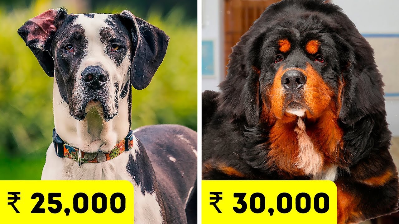 Cual Es La Mejor Raza De Perro Para Una Familia En India