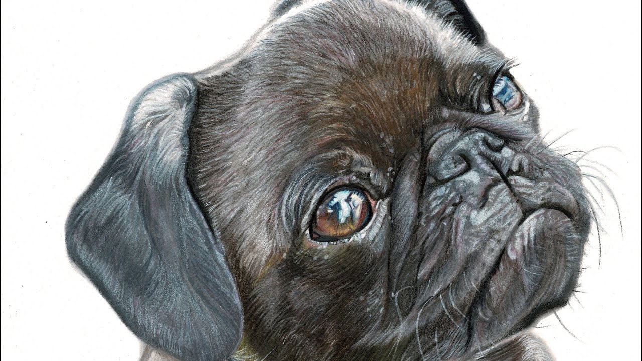 Drawing a gorgeous Pug in coloured pencils - YouTube
