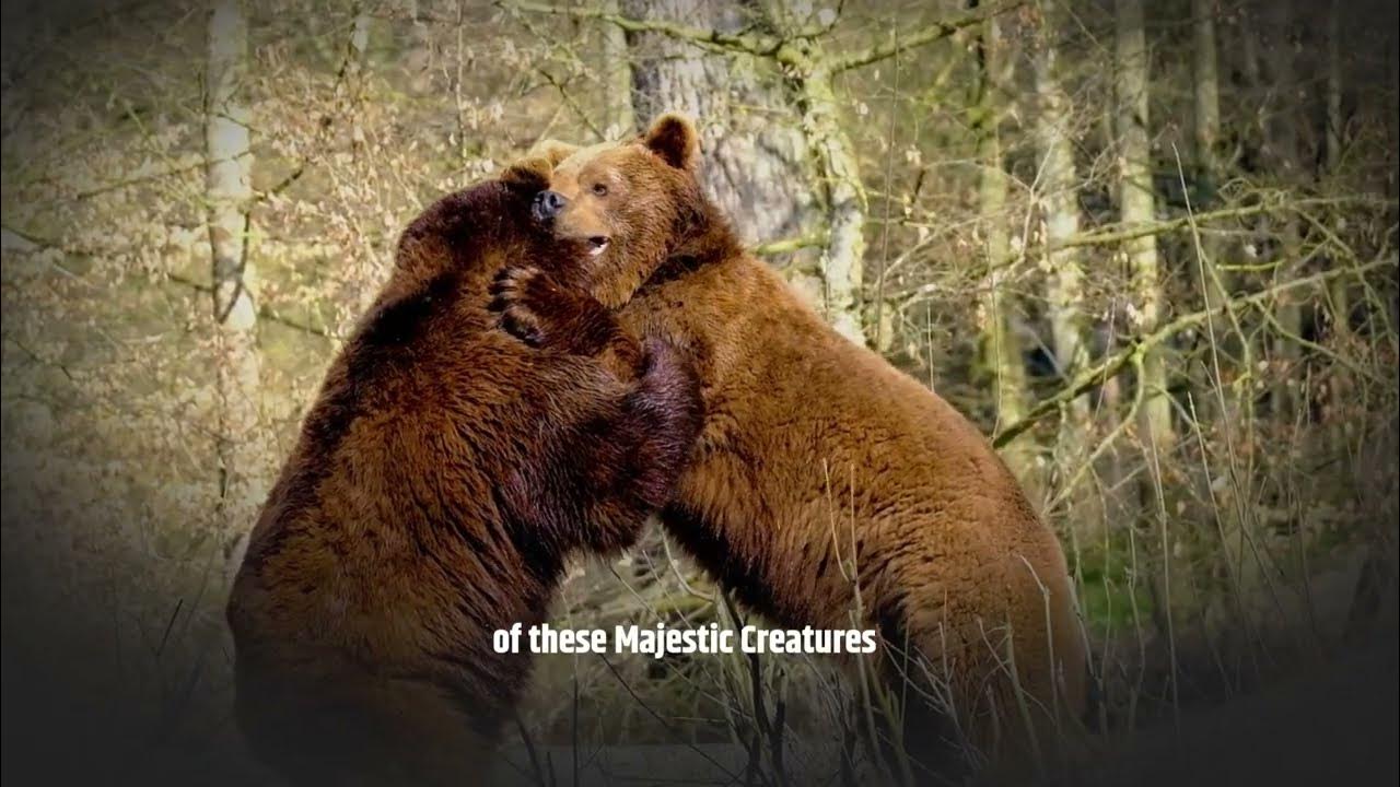 Discovering the Wonders of Bears a Fascinating Look into the Lives of ...
