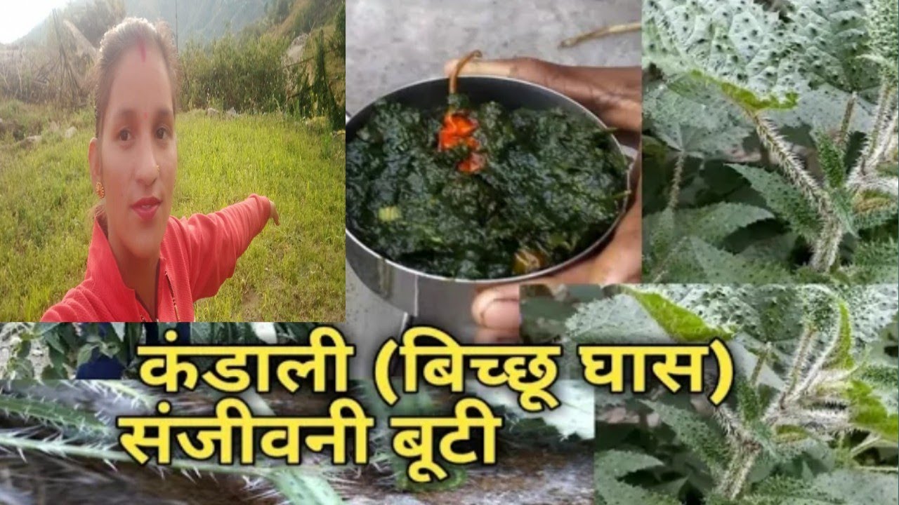 कंडाली (बिच्छू घास) की सब्जी (साग) संजीवनी बूटी / Bichu buti saag ...