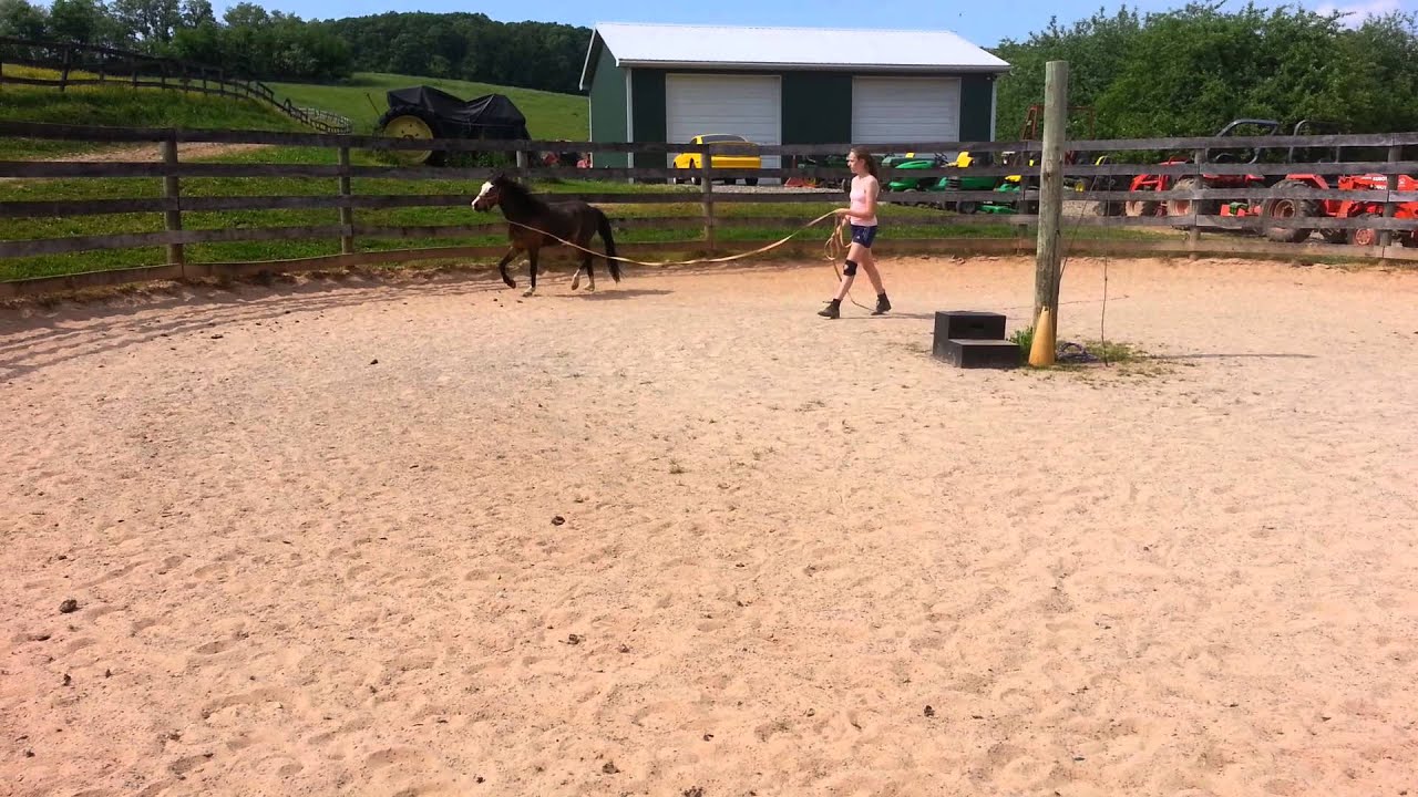 Tommy trot wolf hill farm - YouTube