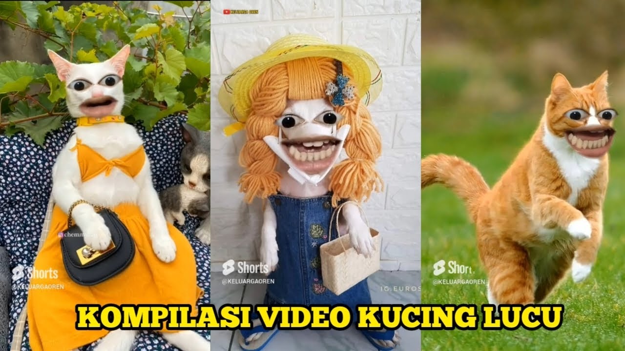 Kompilasi video lucu kucing bisa ngomong part 32 - YouTube