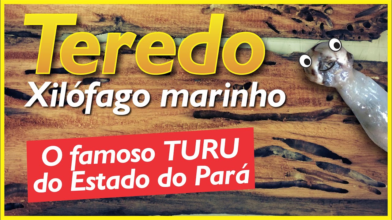 Conheça o Teredo ou Turu (no Estado do Pará): o xilófago marinho que ...