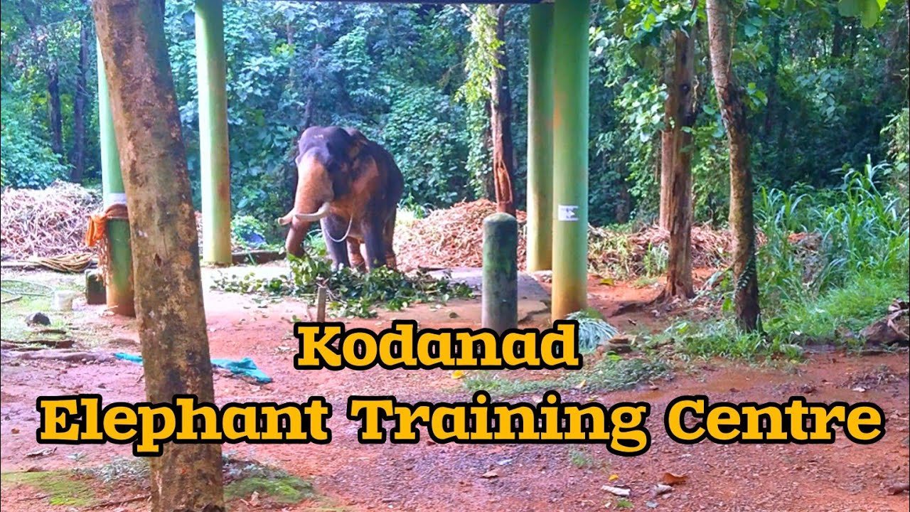 Kodanad Elephant Training Centre - Kodanad - Ernakulam - Kerala ...