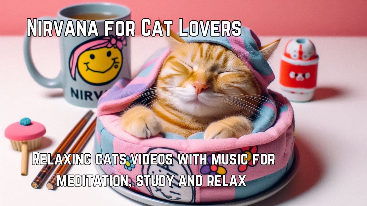 😊 Nirvana for Cat Lovers - YouTube