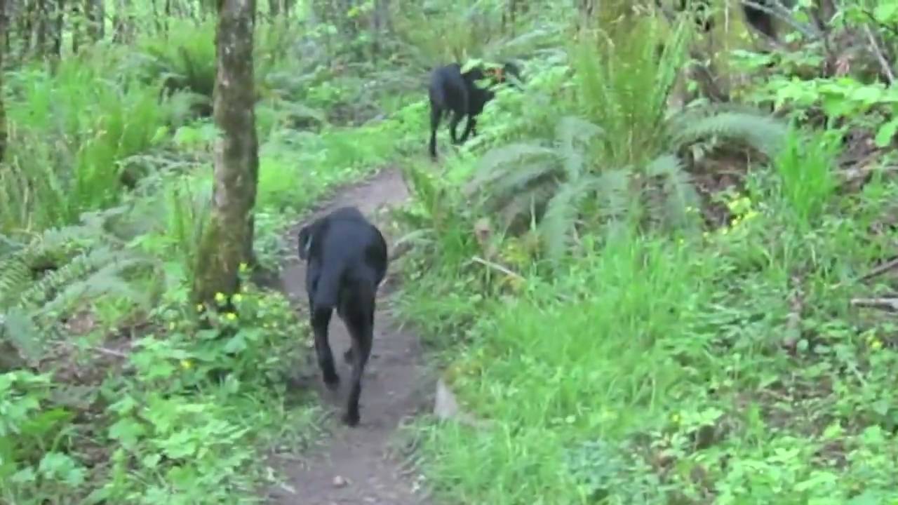 Three Dogs Woods Walk Cooks Butte Park - YouTube