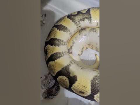 what a beautiful sight hurricane clown for my birthday 🤞😉 #ballpython #pythonregius #exotics # ...