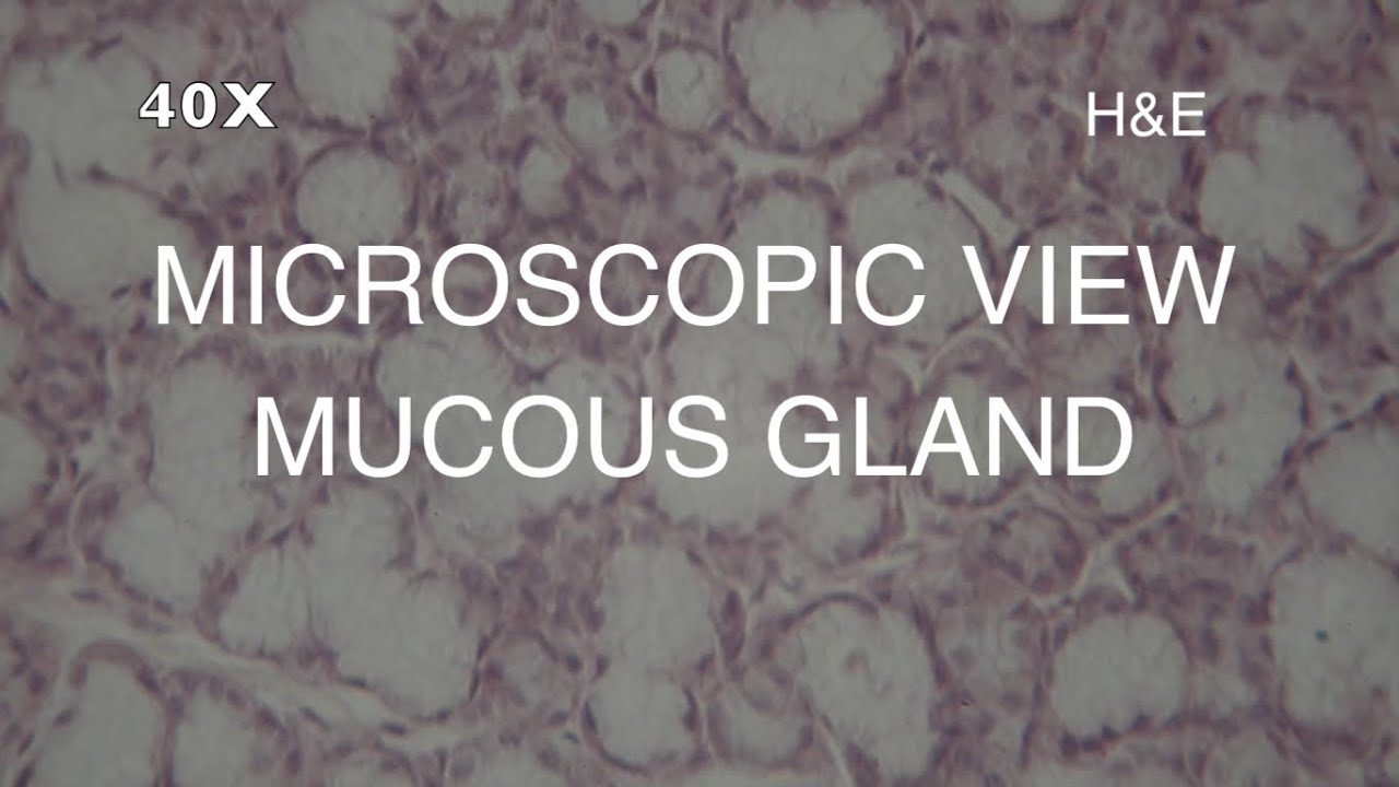 MICROSCOPIC VIEW - MUCOUS GLAND - YouTube