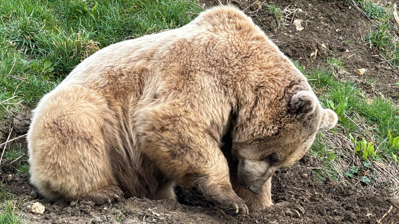 Bear 🐻 Digging and Finding Rat 🐀 - YouTube