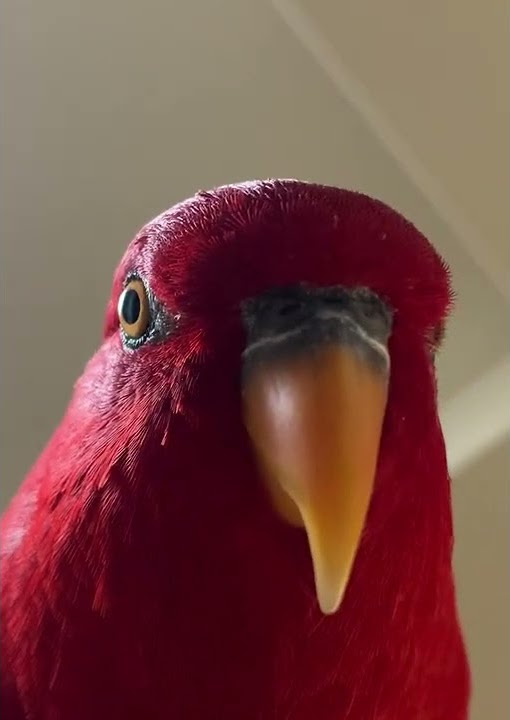 RED BIRB GUMI🍅wuewuewuewue.... - YouTube