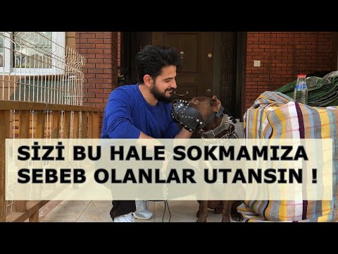 Pitbullarda sokağa çıkmadan alınması gereken önlemler #önyargılıinsanlar #hayvansevgisi #köpekeğitim