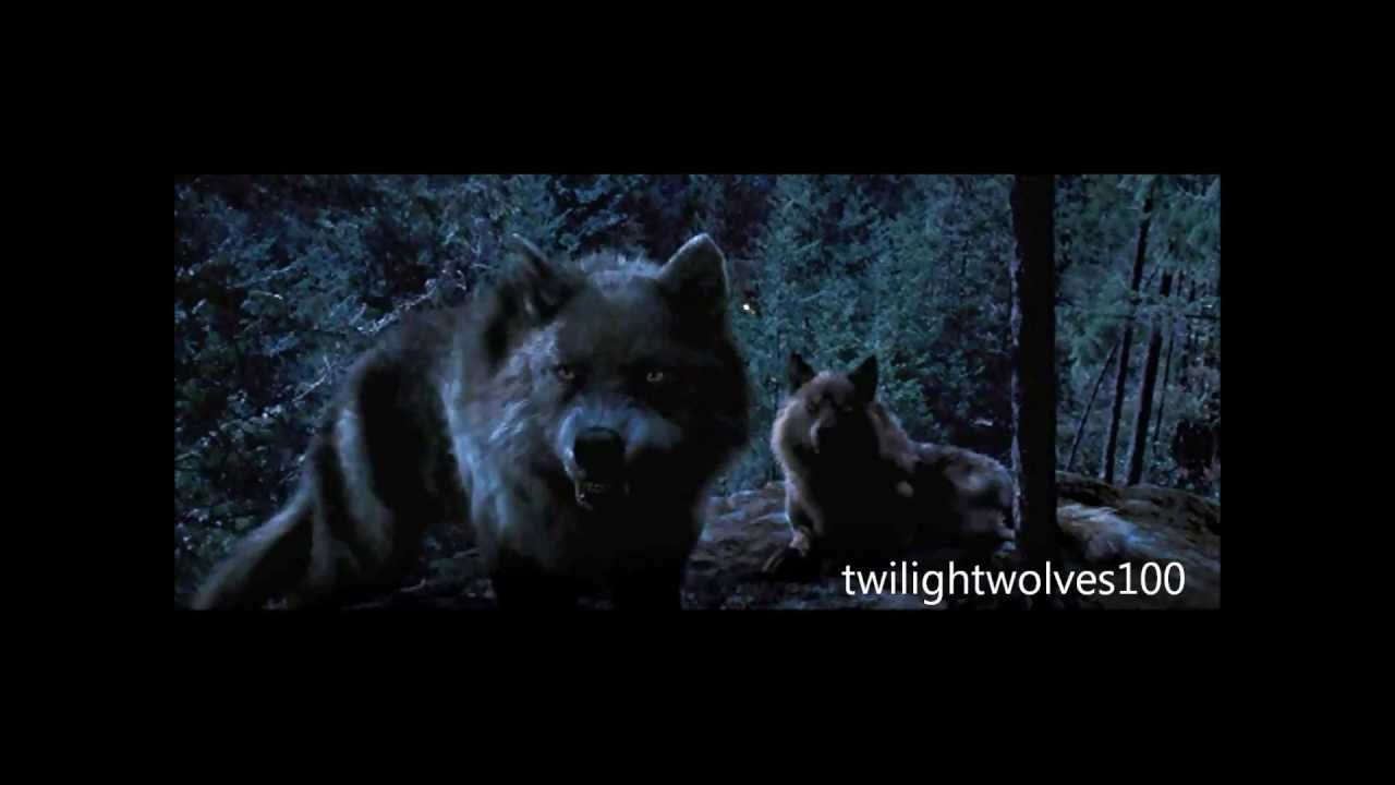 NEW wolf scenes | Twilight 2-4.1 scenes HD.wmv - YouTube
