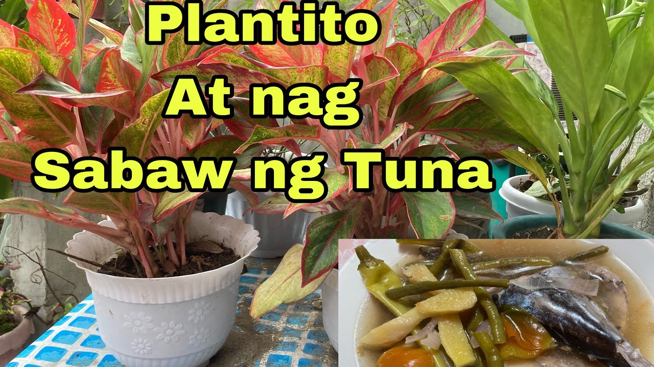 Day-Off Routine | Sinabawan na isda | Trimming Plants | Don Arney Tv ...