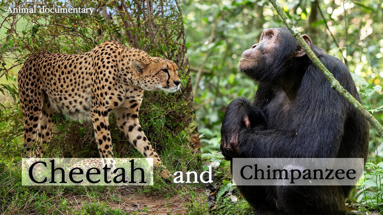 Cheetah, Chimpanzee [Animal Documentary] - YouTube