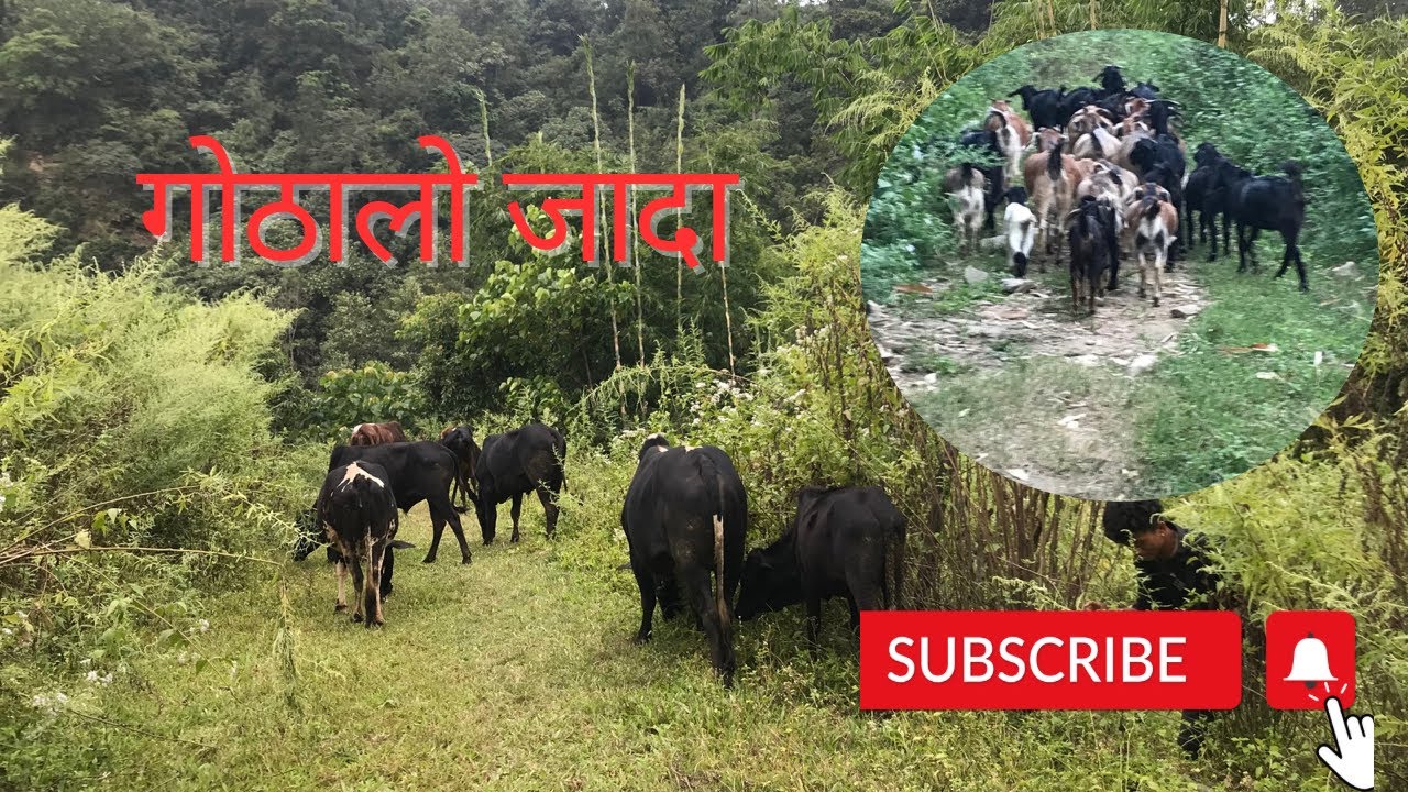 गोरु गोठालो Nepali village life of bastu Gothalo #nepal / Rural life of ...