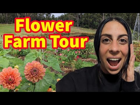 Take a Peek Inside Our Spectacular Flower Farm! April 2023 : Australia ...