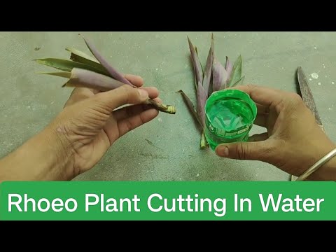Rhoeo Plant In Water | Rhoeo Plant Cutting | rhoeo plant propagation ...