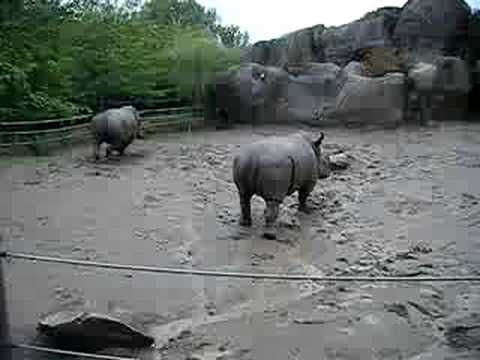rhino dance - YouTube