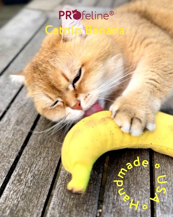 Yummy Catnip Banana 🍌 Handmade Cattoy USA. Katzenstinkekissen für Katzen #cattoys #catnip # ...